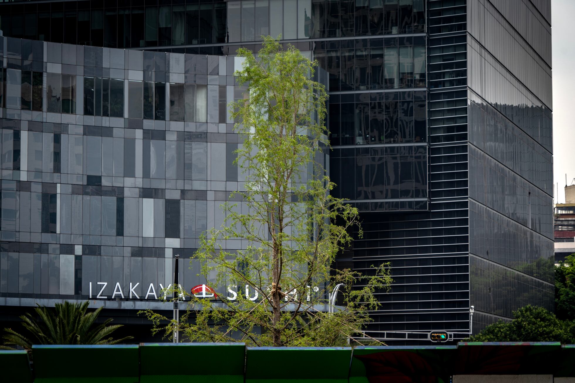 El Gobierno de Ciudad de México planta un nuevo ahuehuete en Paseo de ...