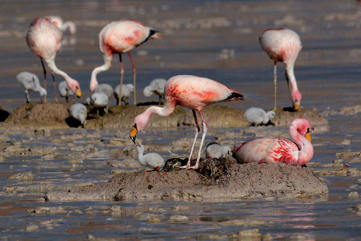 The rise of lithium mining threatens the Andean flamingo in Argentina ...