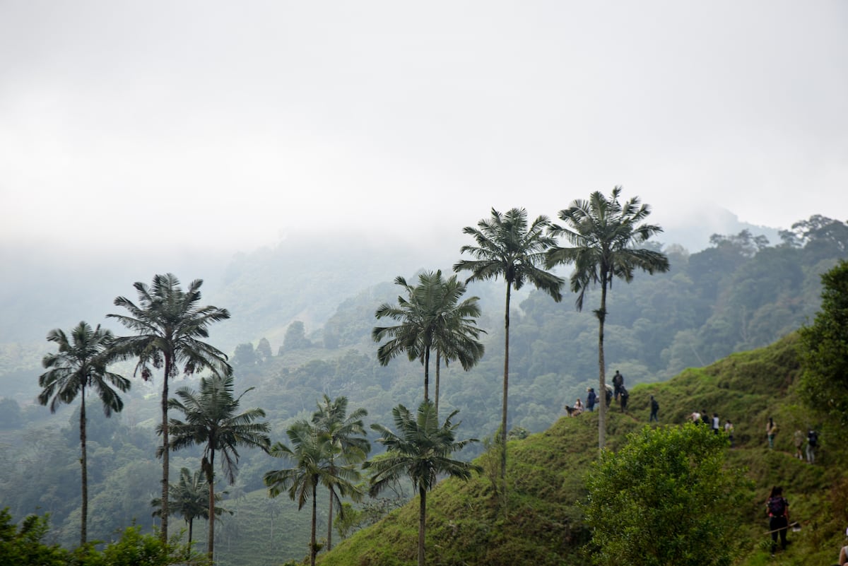 La lucha por la conservación de la palma de cera, el árbol nacional de ...