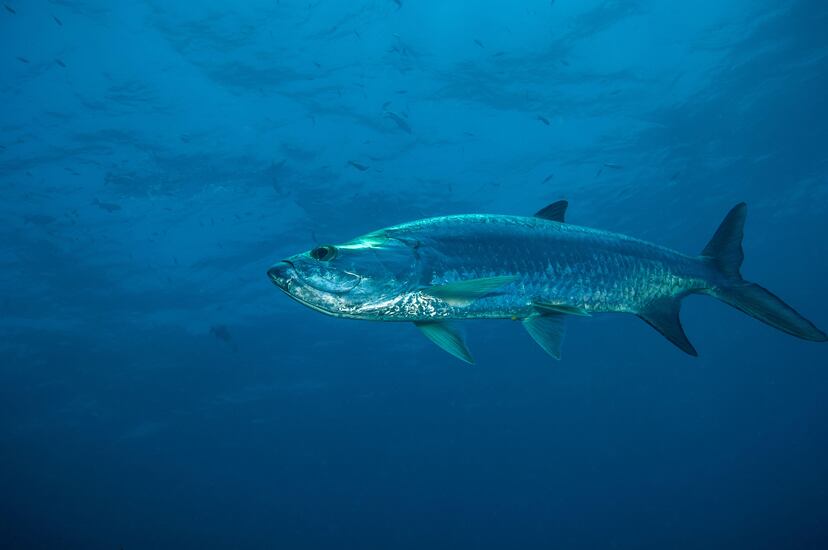 No solo barcos: la ampliación del canal de Panamá también facilita el ...