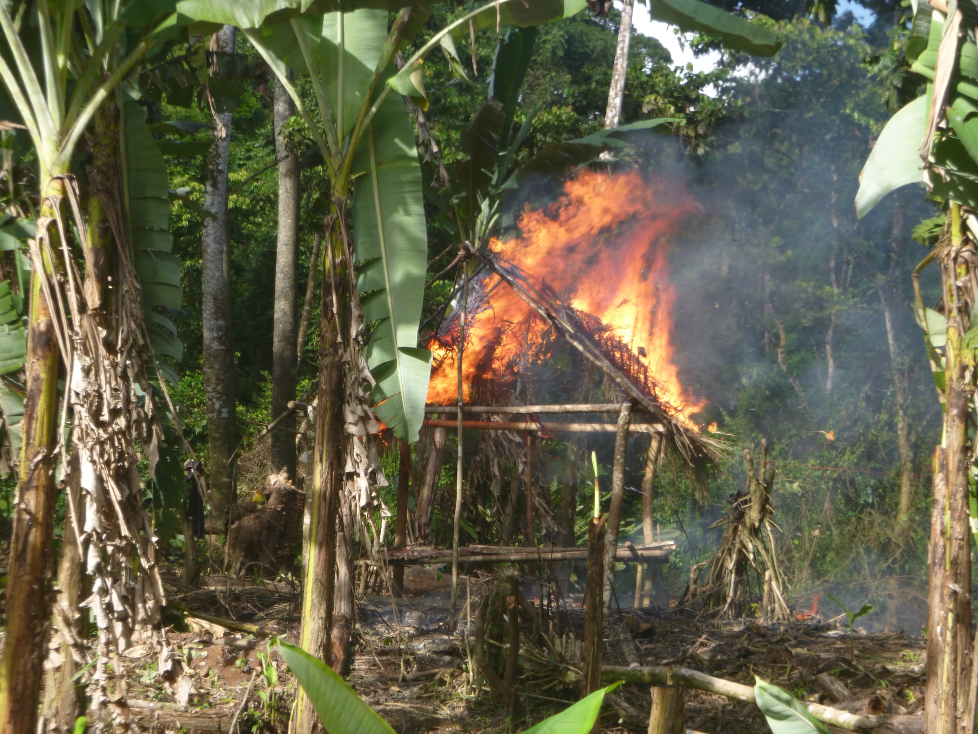 Los indígenas que se enfrentan a la ganadería ilegal en el bosque mejor ...