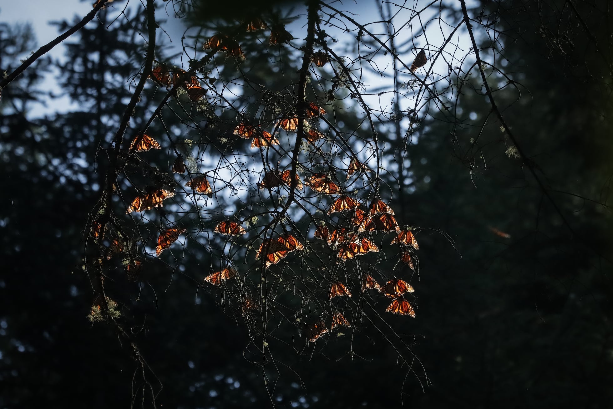 Cinco años sin justicia para el activista Homero Gómez | Fotos | EL ...