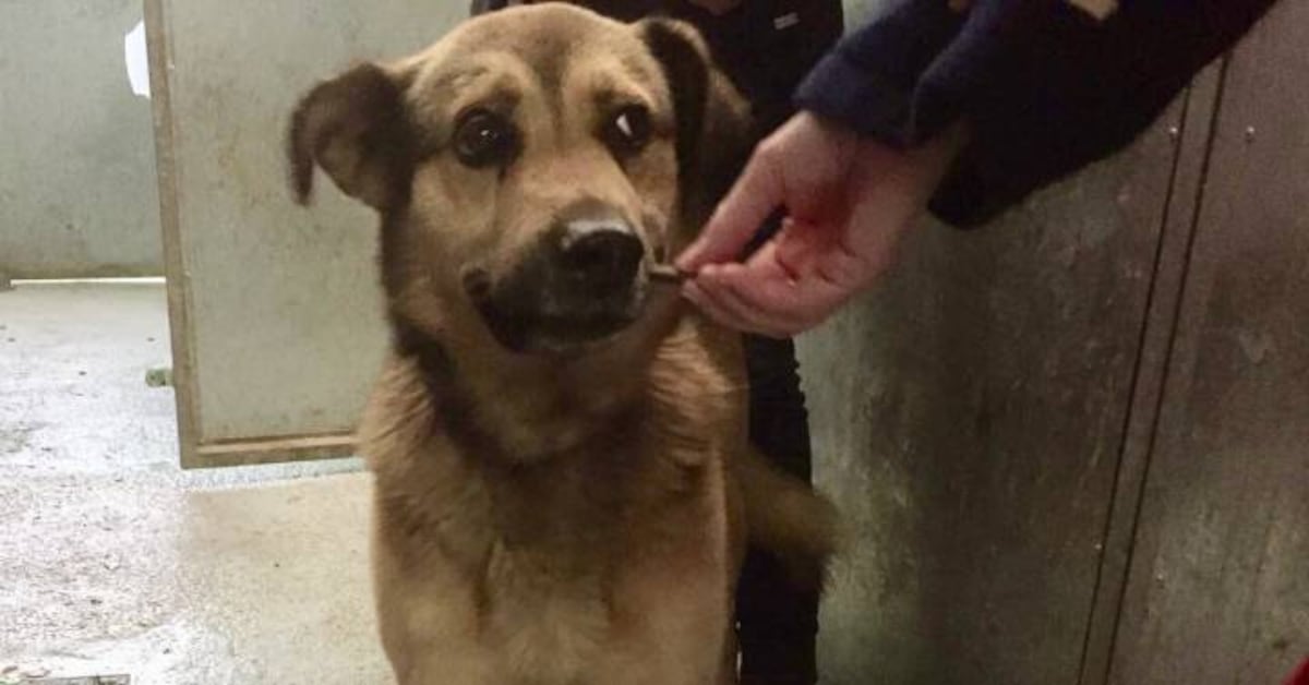 ‘Nicolás’, el perro apaleado que tiene en vilo a Oviedo | Animales y ...