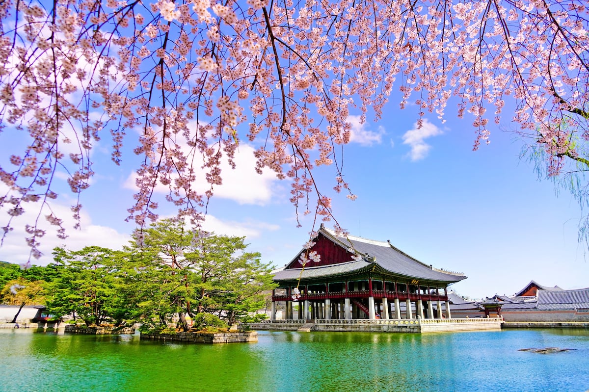 La floración del cerezo en Corea del Sur: las mejores localizaciones ...
