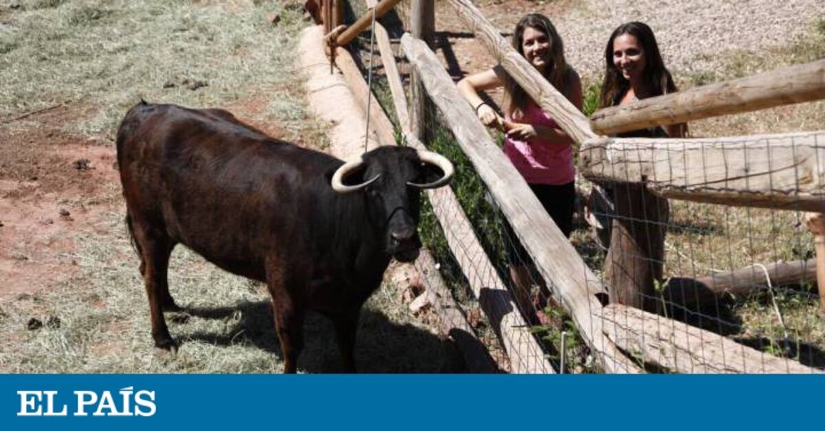 Campaign to save Spanish cow: 170,000 signatures to save unregistered ...