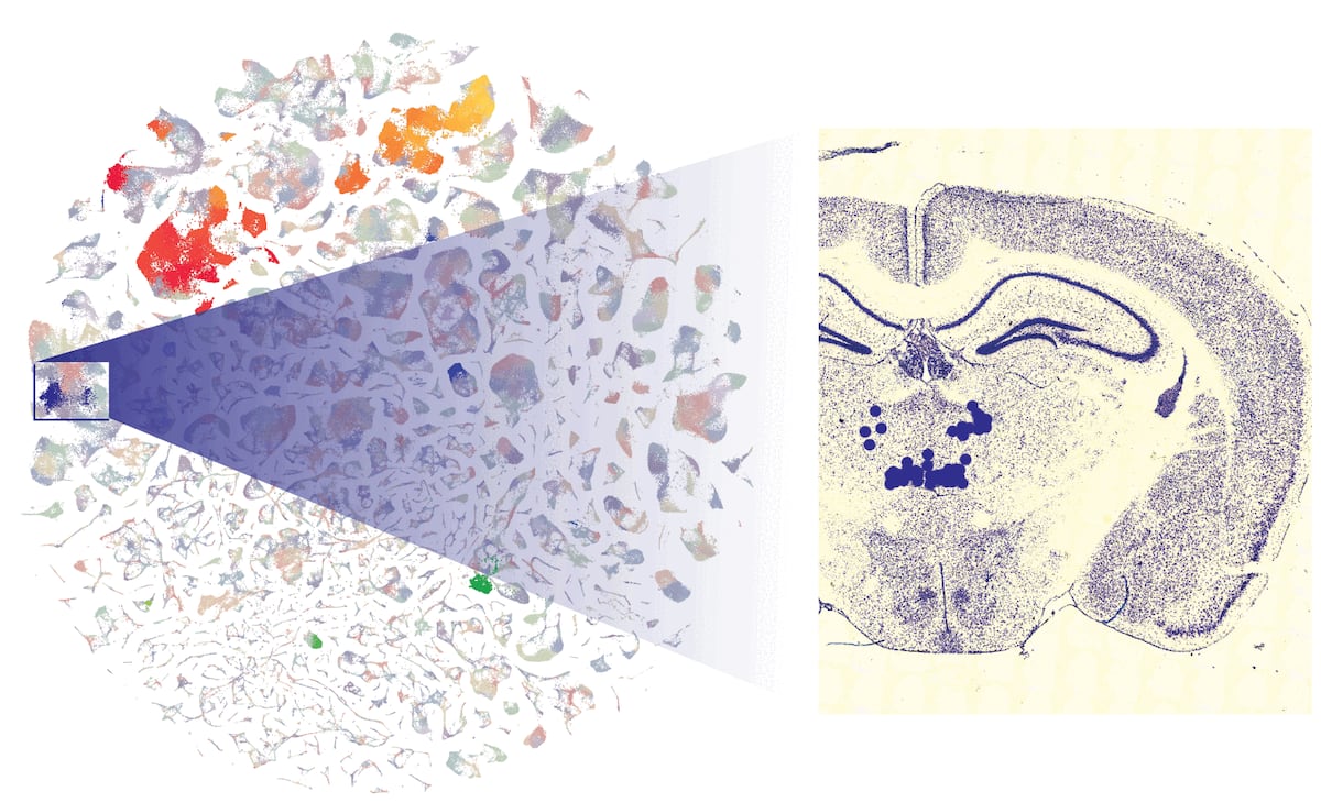 La humanidad acaricia el sueño de entender la mente humana con el mapa ...