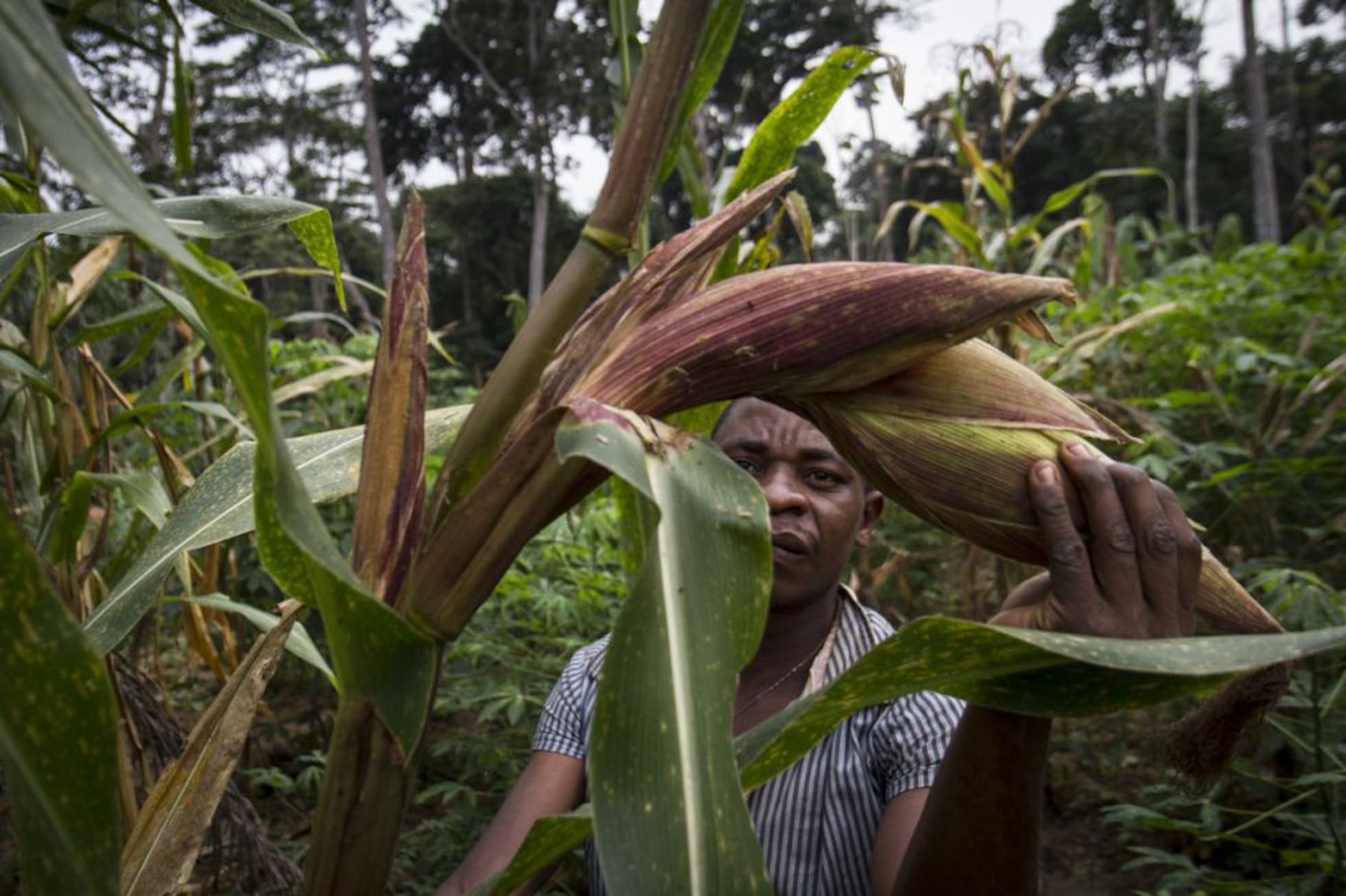 Los ‘baka’ quieren volver a casa | Fotos | Planeta Futuro | EL PAÍS
