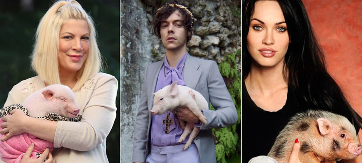 La extraña fascinación de los famosos por los cerdos | Fotos | Famosos ...