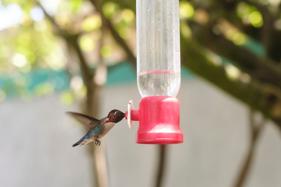 Casa Bernabé: un refugio para el ave más pequeño del mundo en el ...