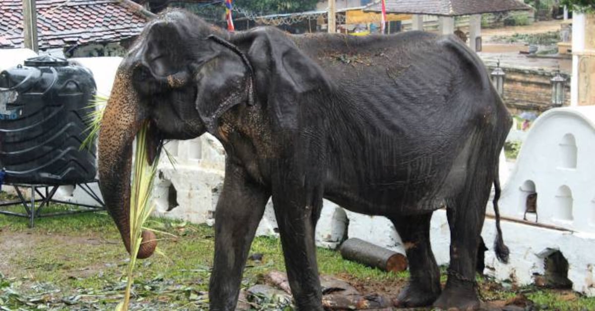 Muere ‘Tikiri’, una elefanta famélica que fue esclava durante 70 años ...