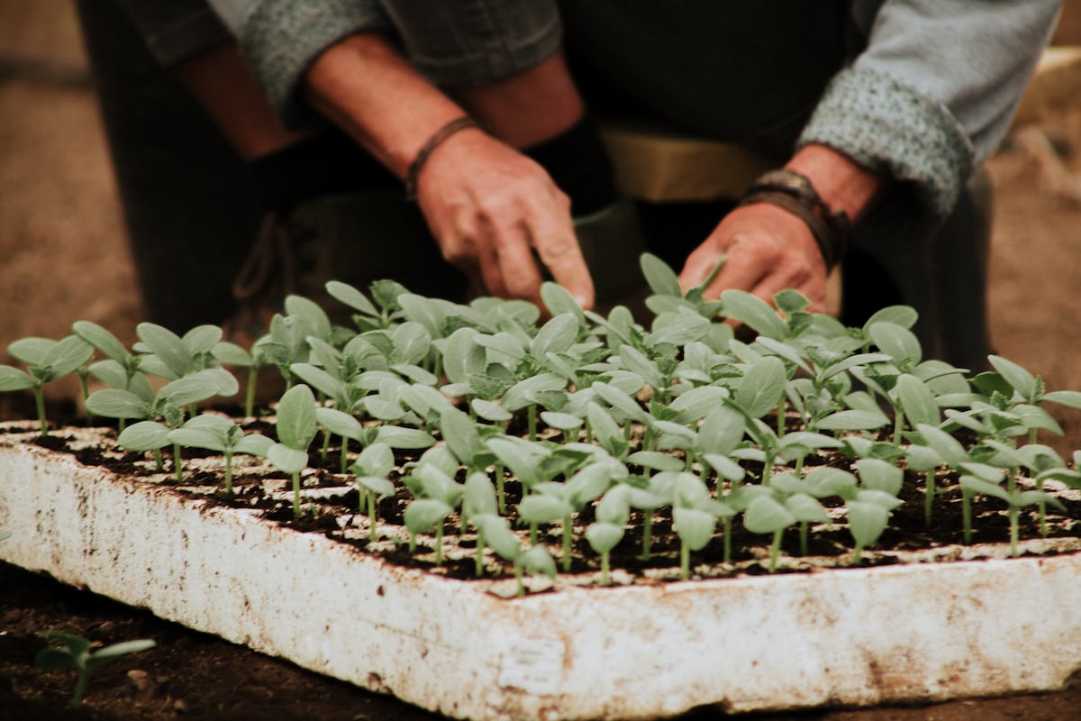 Plant on Demand, la empresa que quiere unir a los productores ...