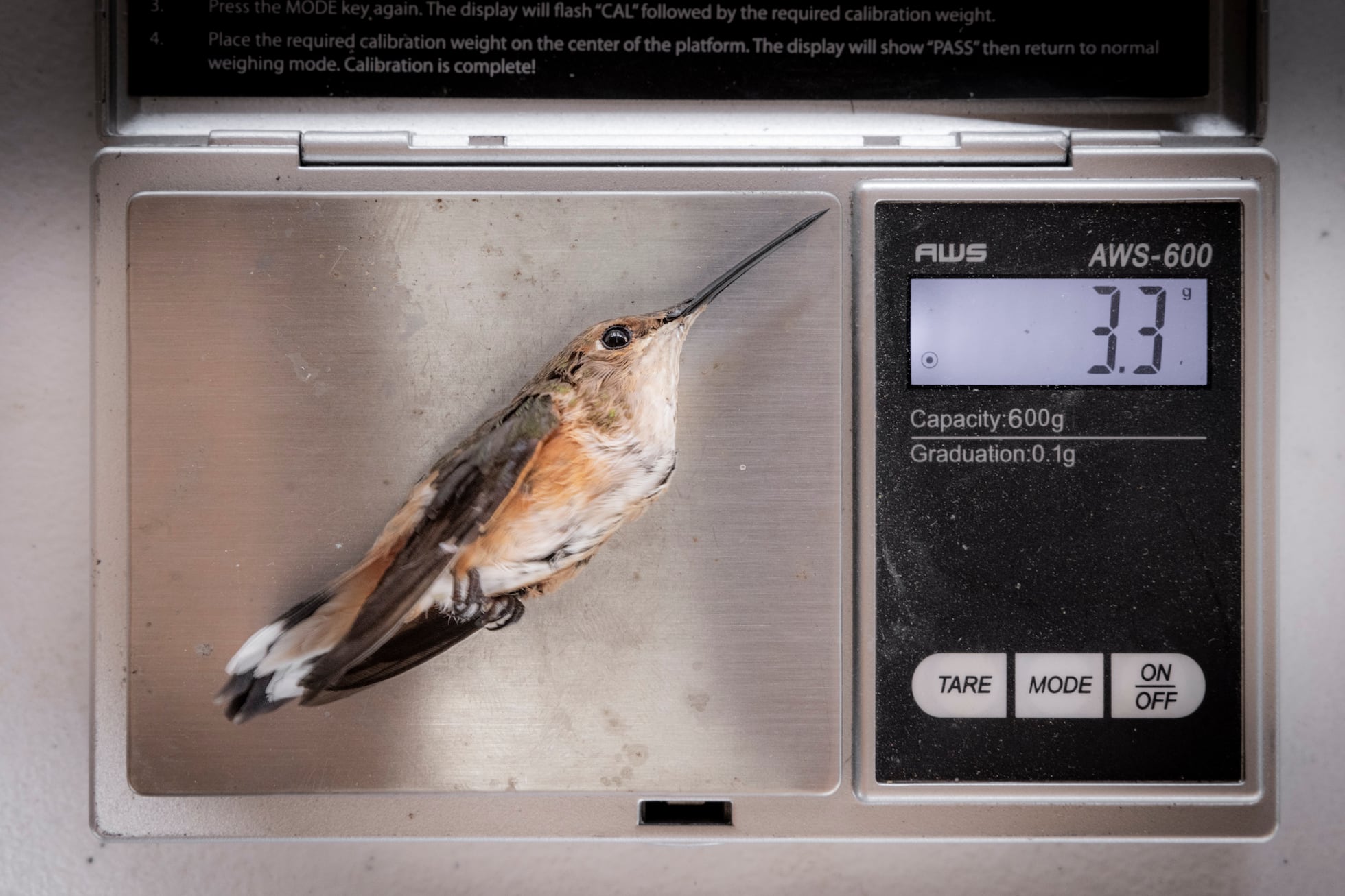 Conservar los cultivos de café en Colombia para proteger a las aves ...
