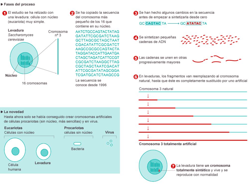 Creación de un cromosoma artificial | Sociedad | EL PAÍS