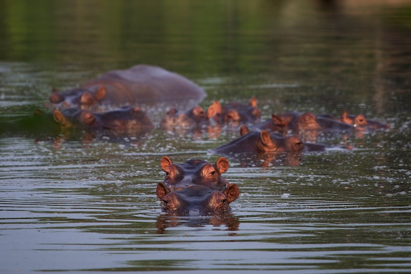 Indian billionaire offers to take 80 of Pablo Escobar’s hippos destined ...