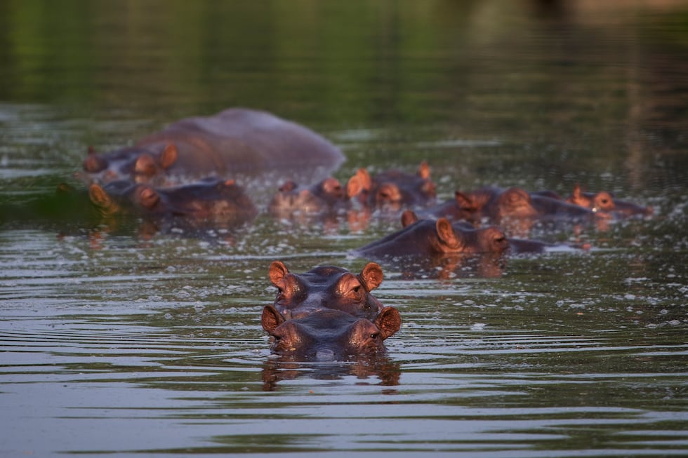 Indian billionaire offers to take 80 of Pablo Escobar’s hippos destined ...