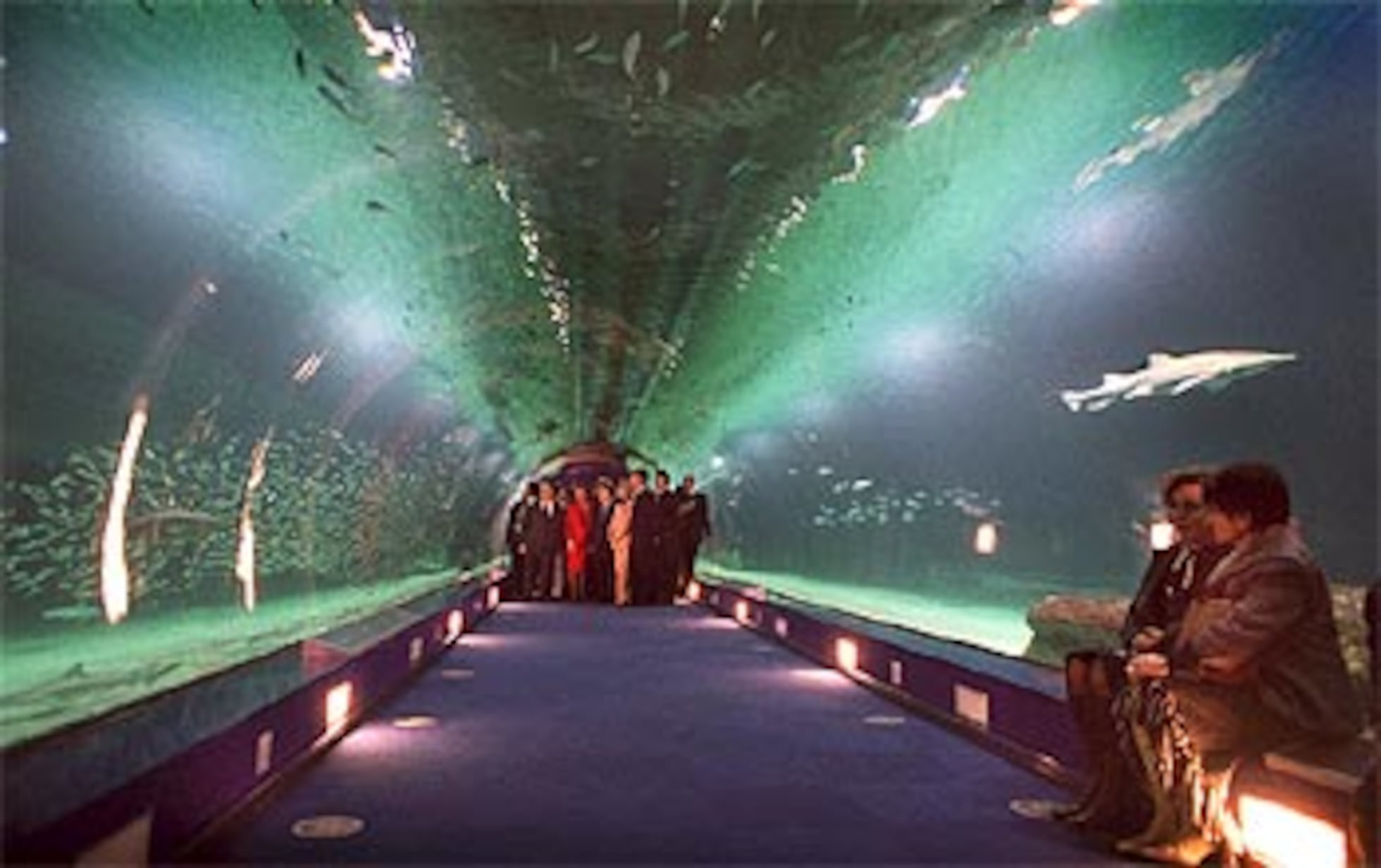 Los 45.000 animales de L'Oceanogràfic convierten Valencia en un nuevo ...