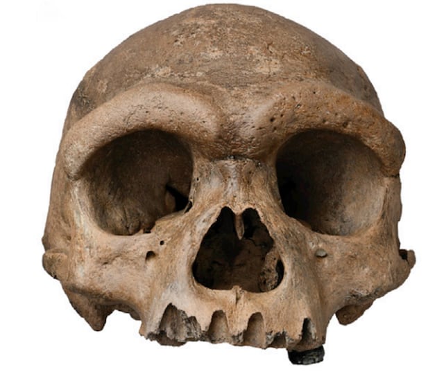 DNA: Enigmatic ‘dragon man’ was not a new human species, but a ...