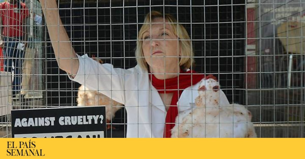 PETA: La animalista que metió un mapache muerto en la sopa de Anna ...