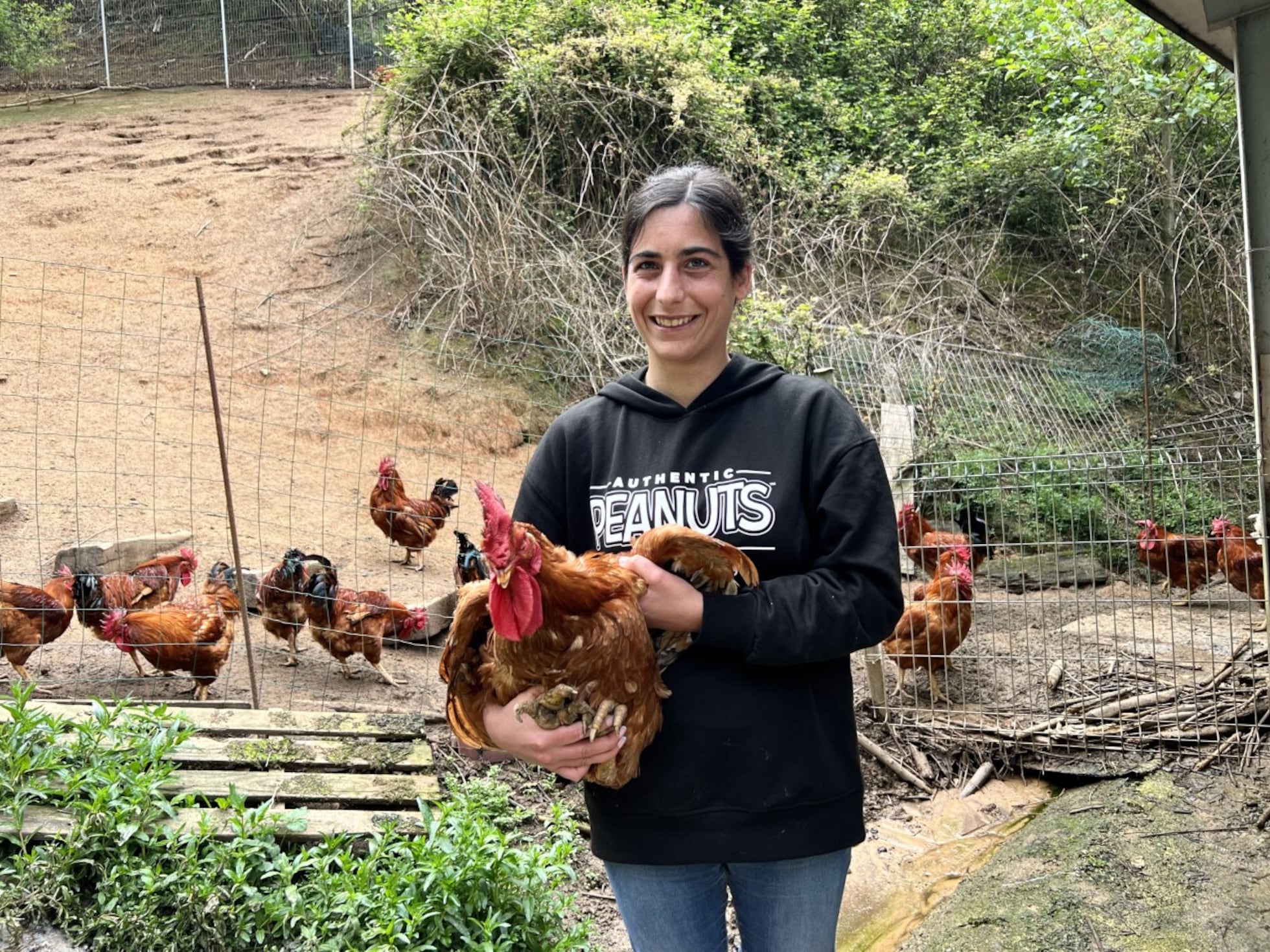 Así se cría el codiciado pitu de caleya, el pollo preferido de grandes ...
