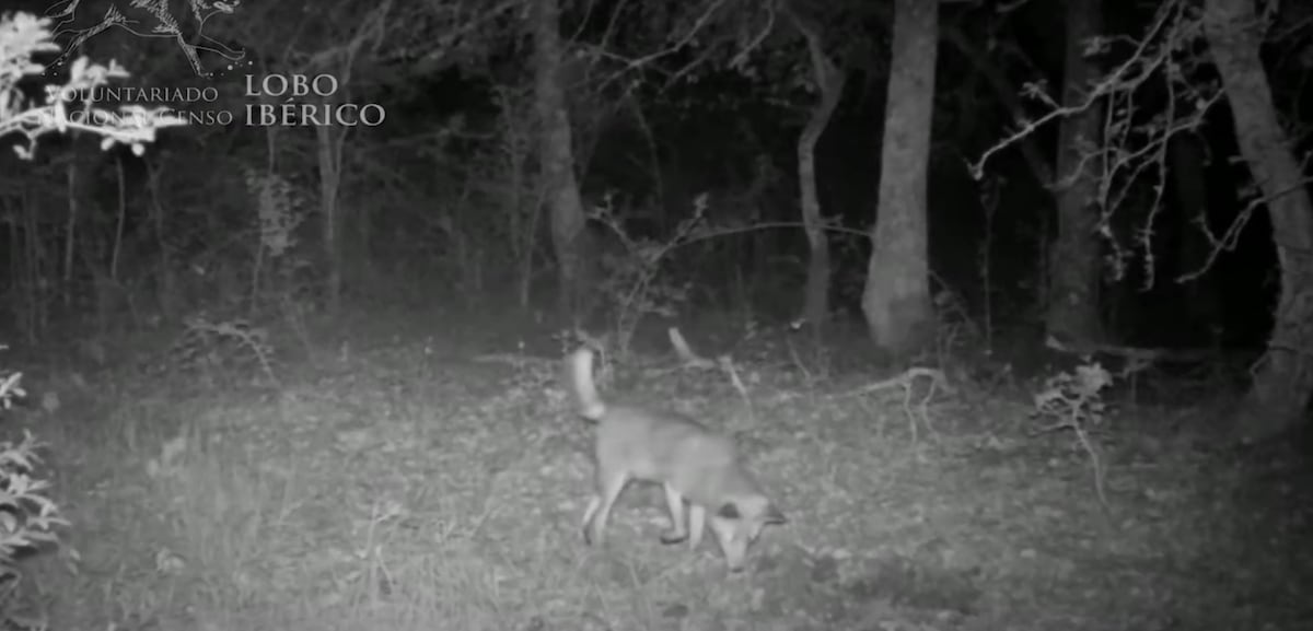 ¿Un chacal dorado entre Álava y Burgos? Expertos creen que el animal de ...
