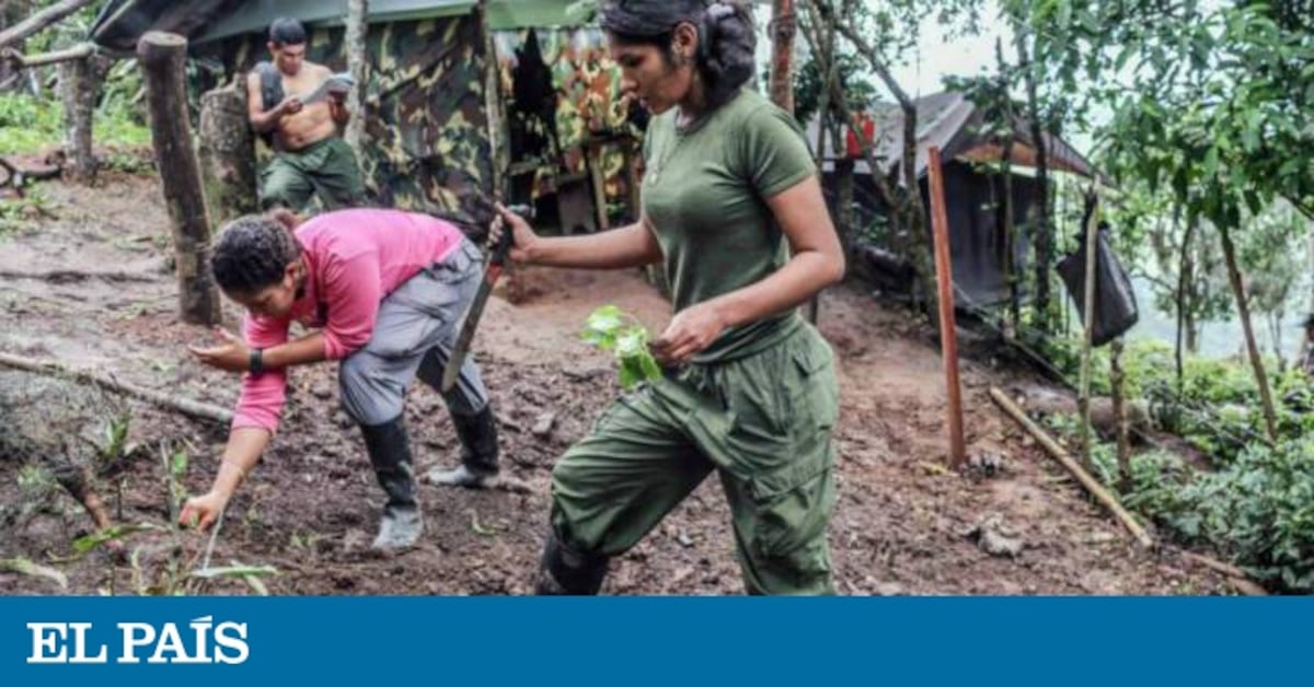 FARC peace deal: Colombia approves amnesty for FARC combatants ...