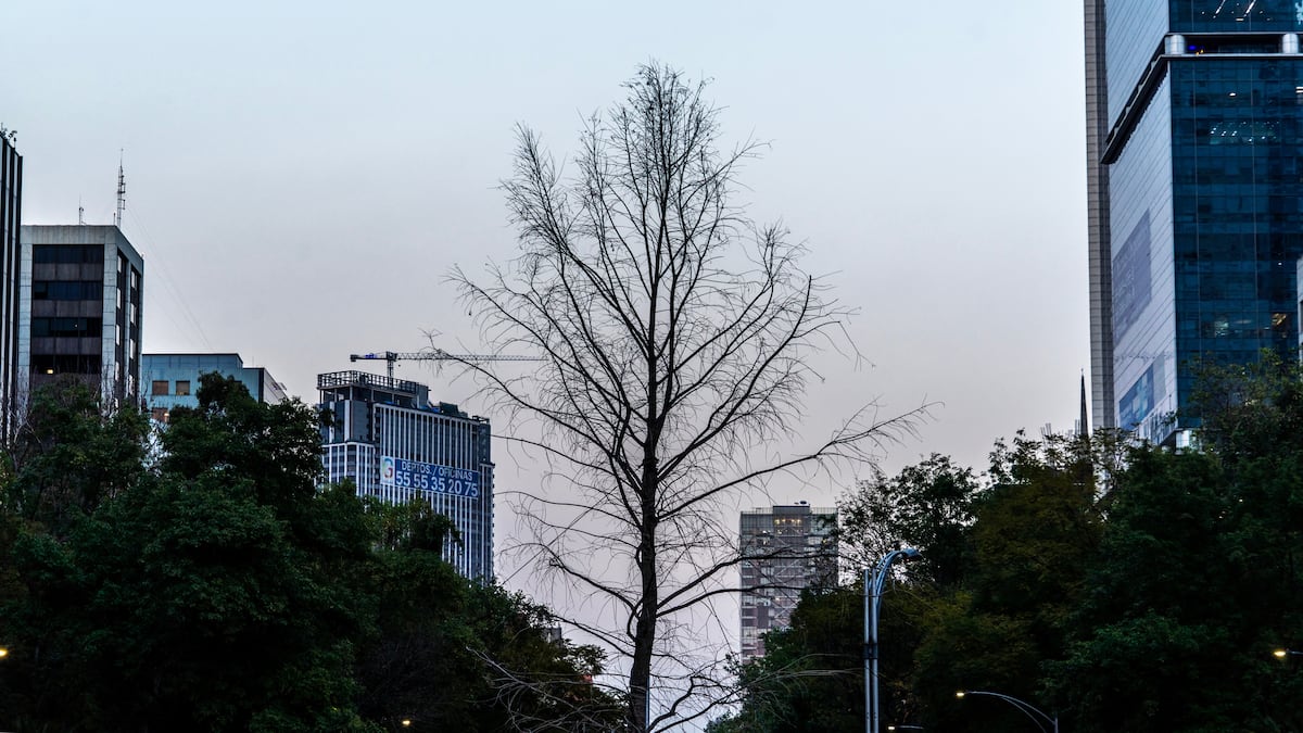La carrera contra reloj del ahuehuete de Paseo de la Reforma: rebrotes ...