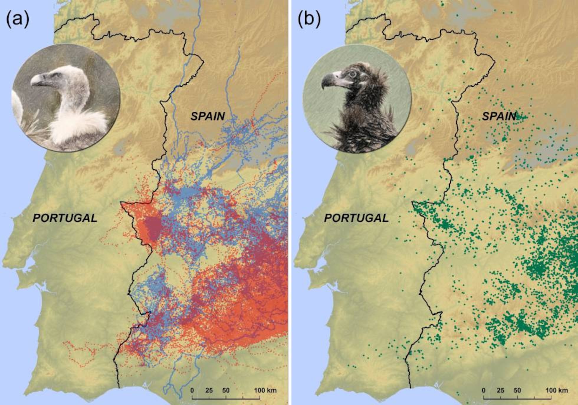 Map of the entire roster by (approximate) animal distribution | Page 67 ...
