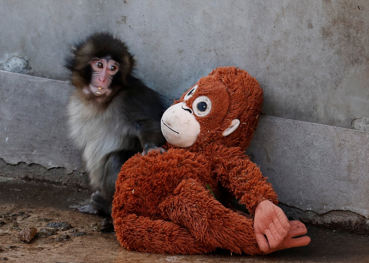 Los animalistas de PETA piden trasladar al macaco viral ‘Punch’ a un ...