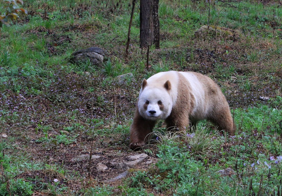 The mystery of brown pandas revealed: Their color is due to a mutation ...