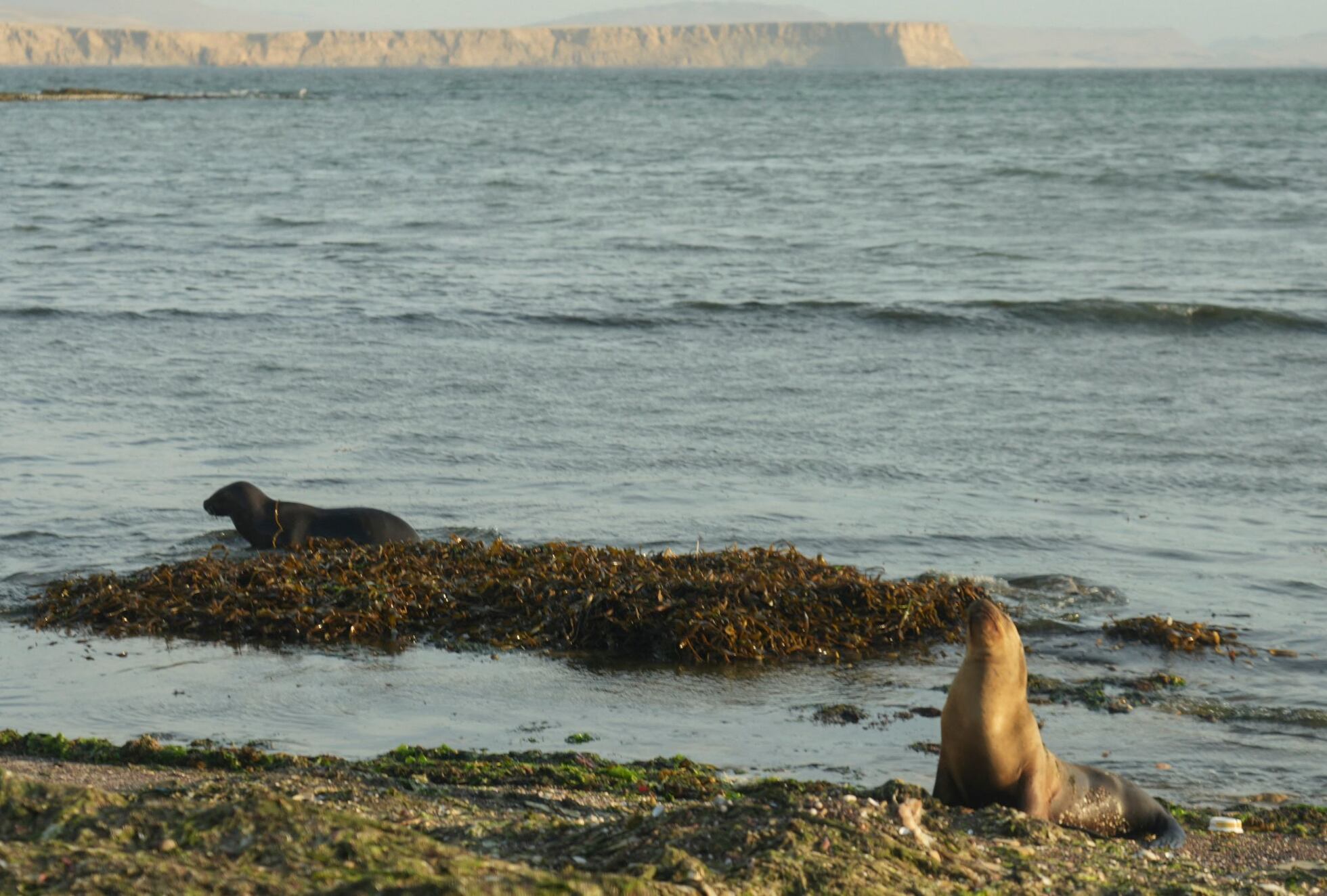 Mass death of sea lions from bird flu suggests virus may be spreading ...