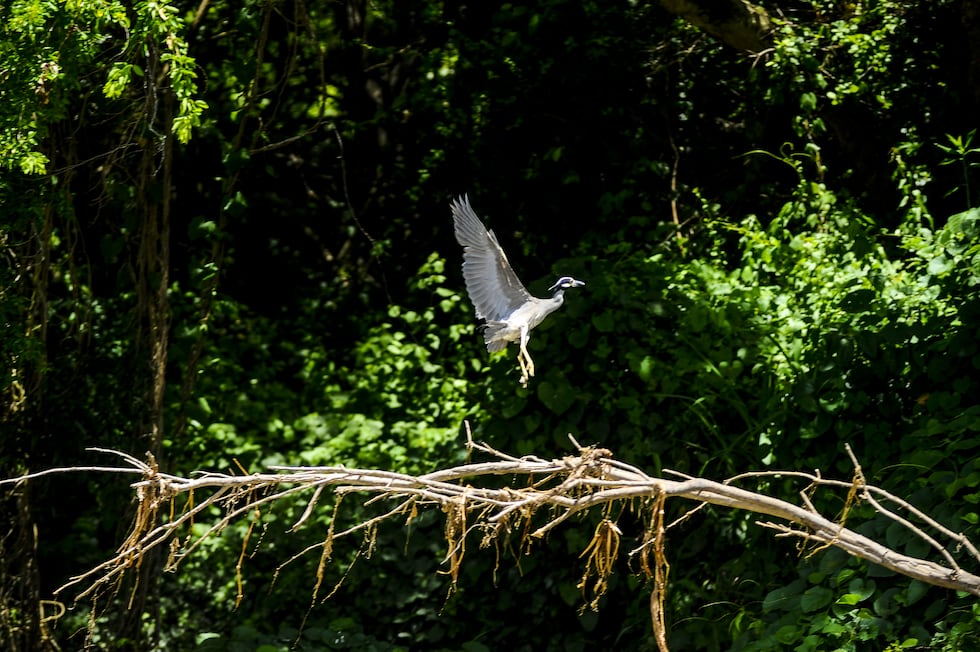 Birds are also threatened by drug trafficking in Central America ...