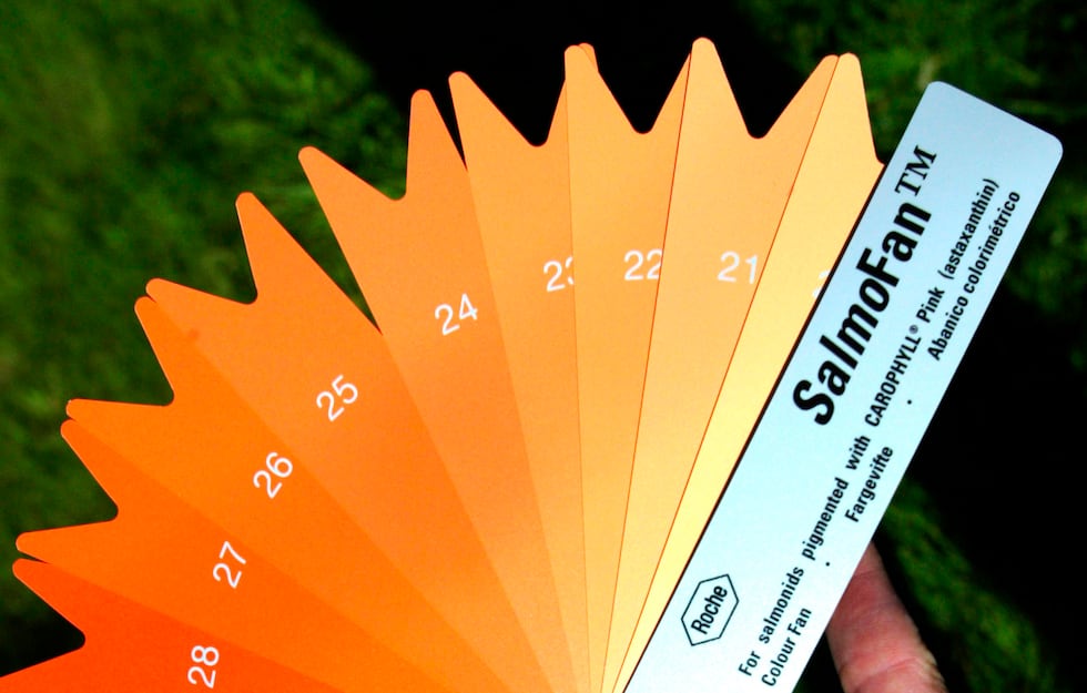 Así se elige el color del salmón y por qué pagamos más por los tonos ...