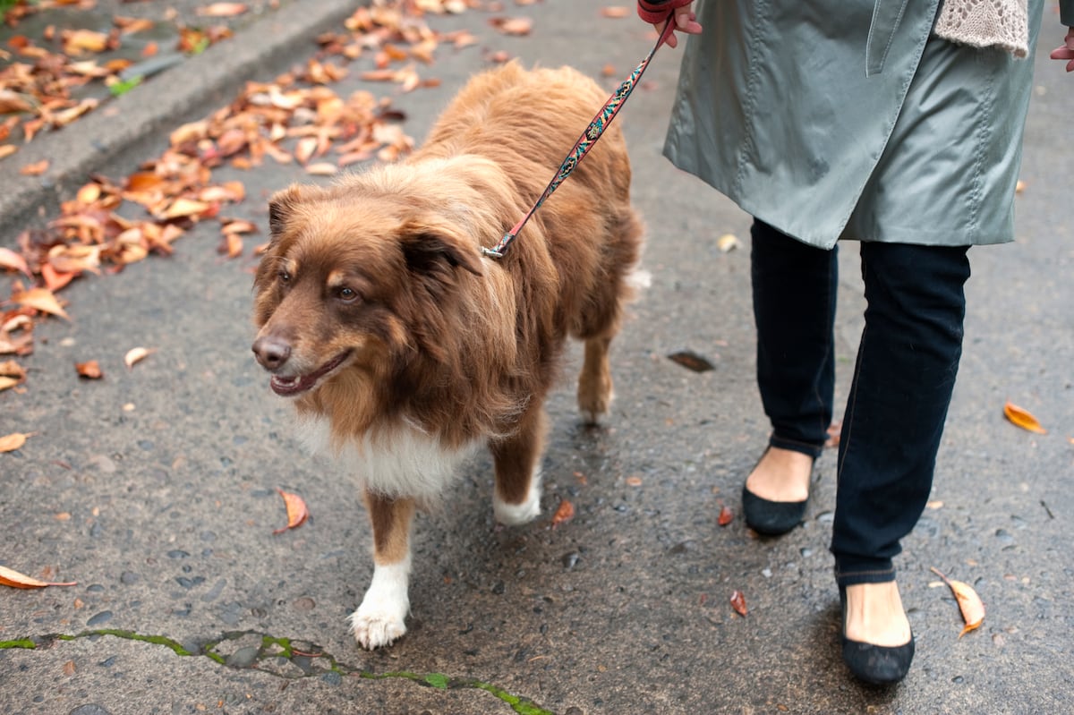 Pautas para disfrutar del paseo del perro con la correa: hay que ...