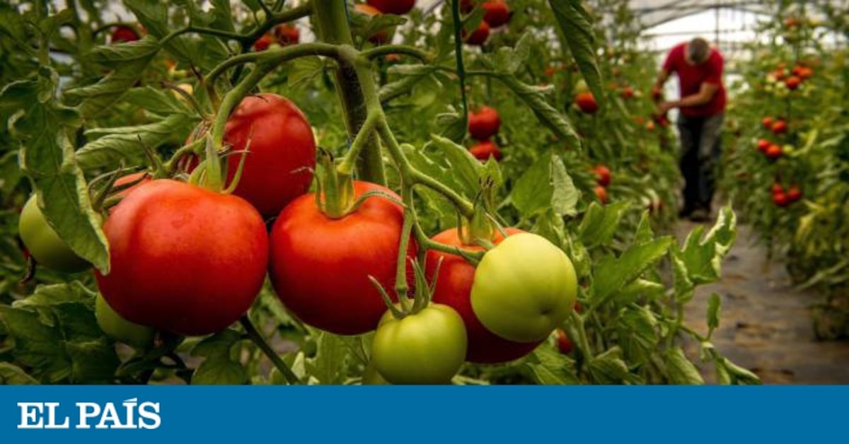 Los tomates ya no saben a tomate, pero tiene solución | Ciencia | EL PAÍS