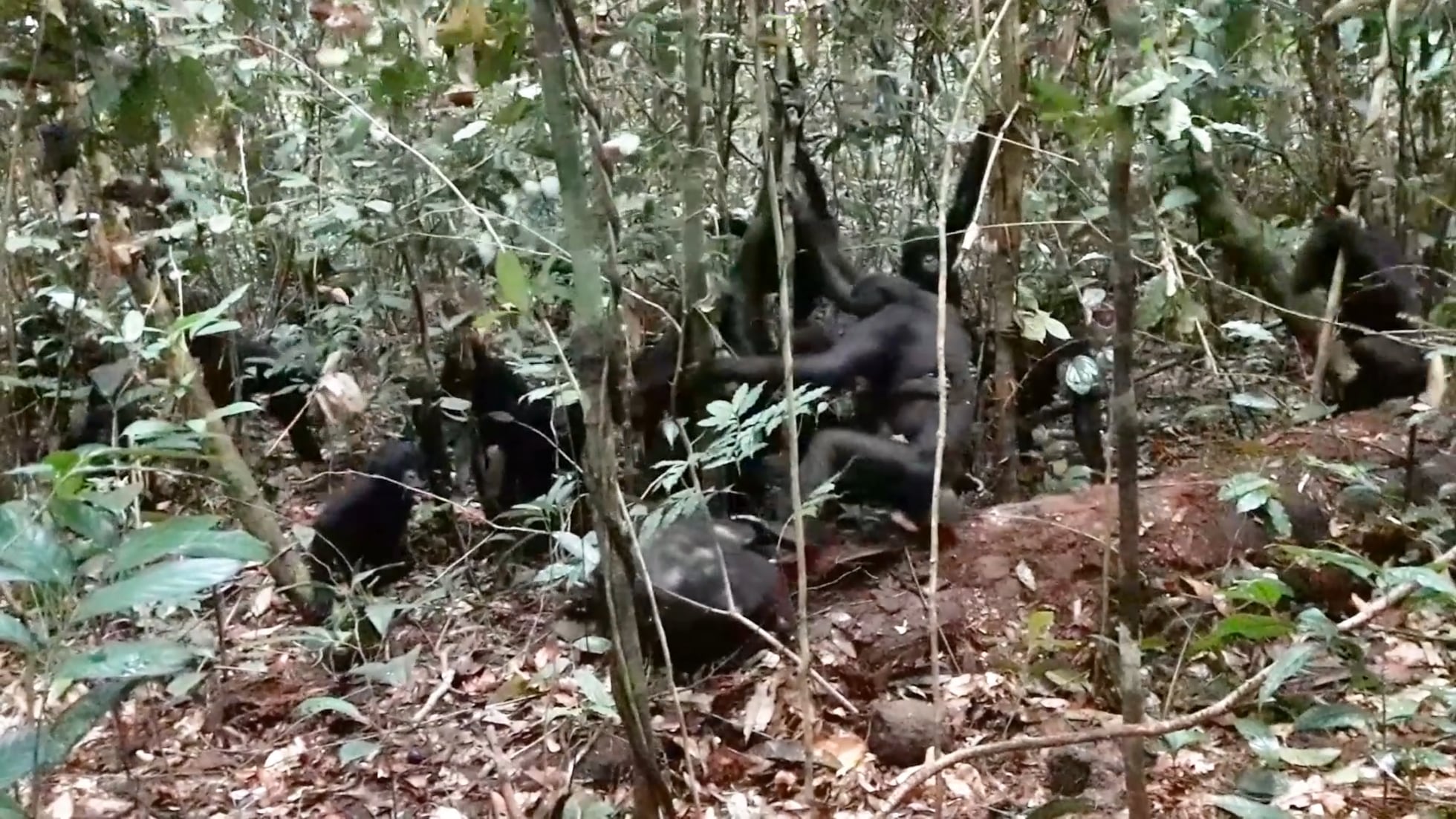 Las cinco bonobas que mataron a un macho desafían el mito de la especie ...