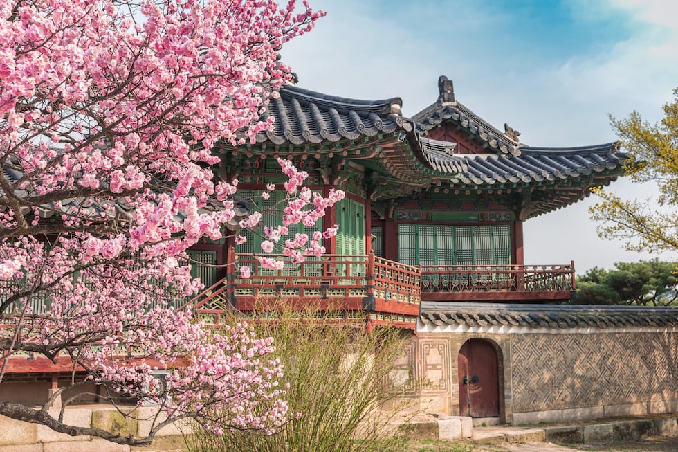 La floración del cerezo en Corea del Sur: las mejores localizaciones ...