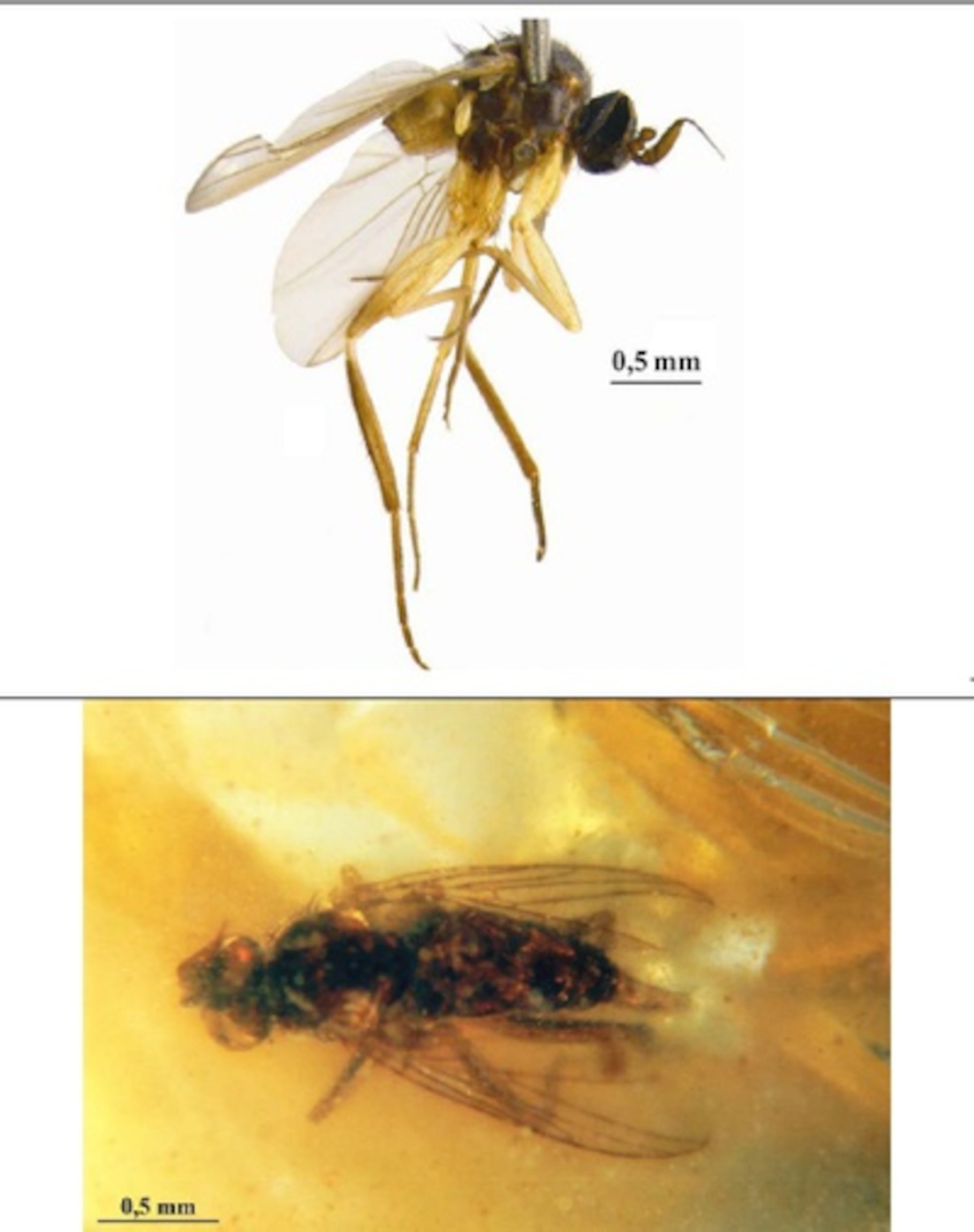 Una mosca fósil de Álava 'revive' en Namibia | Sociedad | EL PAÍS