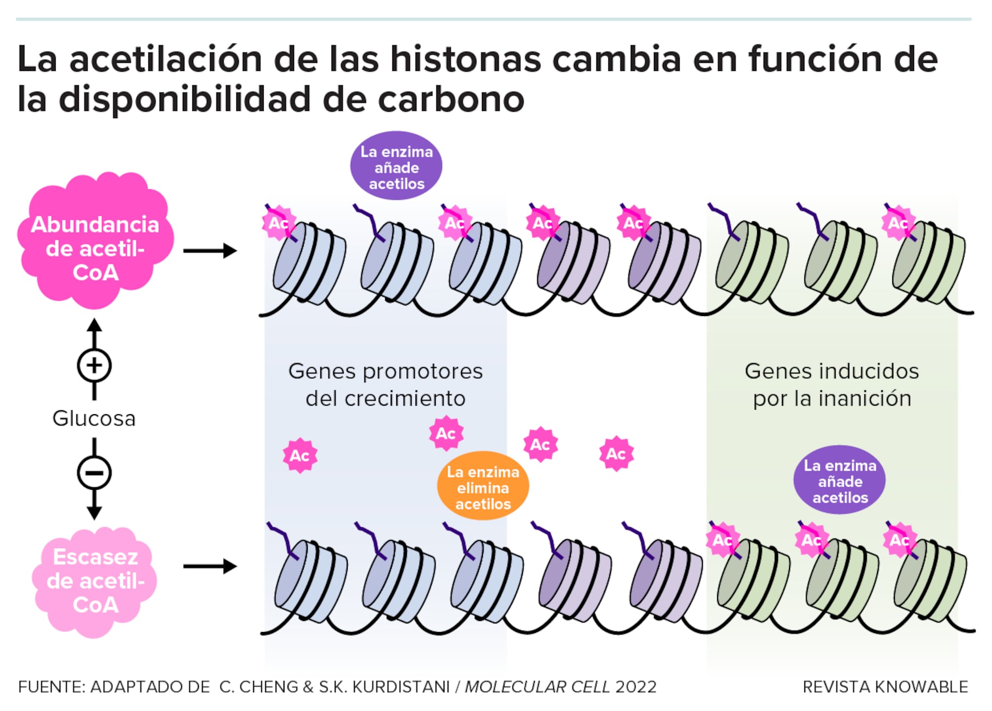Estas proteínas han estado manejando secretamente nuestras células ...