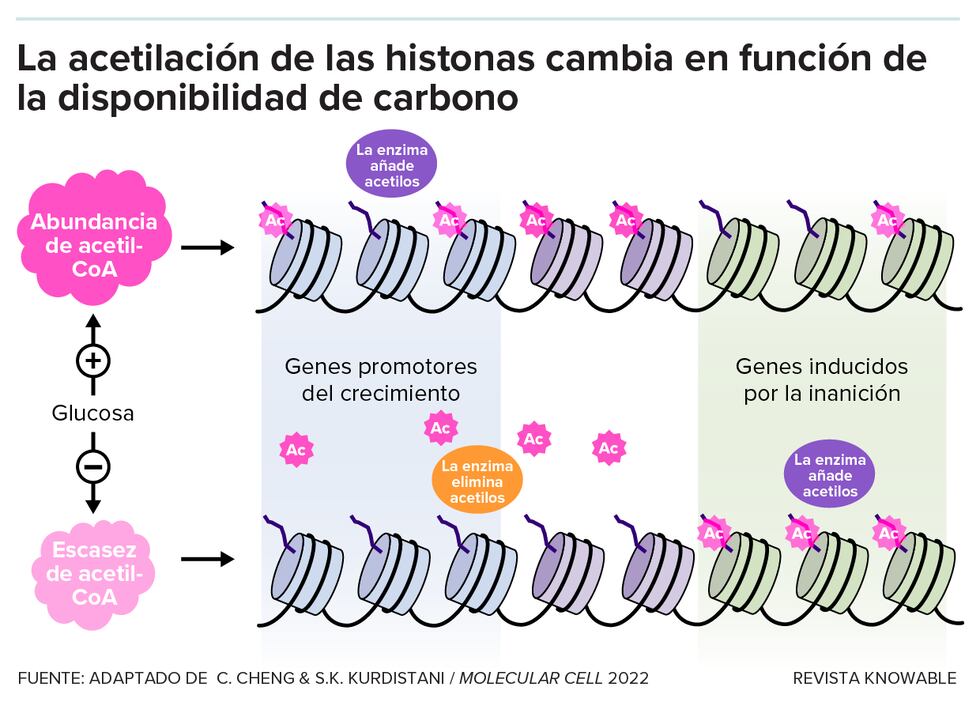 El Popular - Estas proteínas han estado manejando secretamente nuestras ...