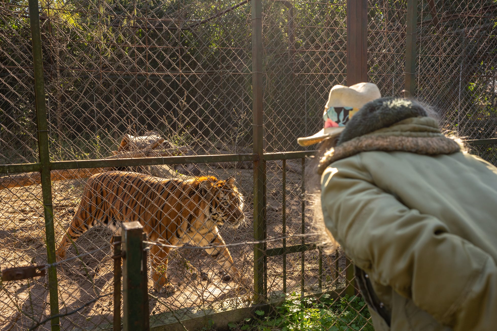 Google busca conseguir algo increíble gracias a la IA: entender el ...
