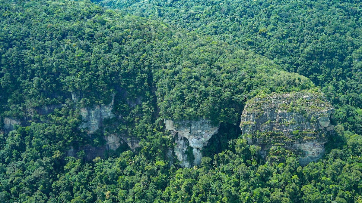 Los bosques colombianos desempeñan un papel clave para mitigar el ...