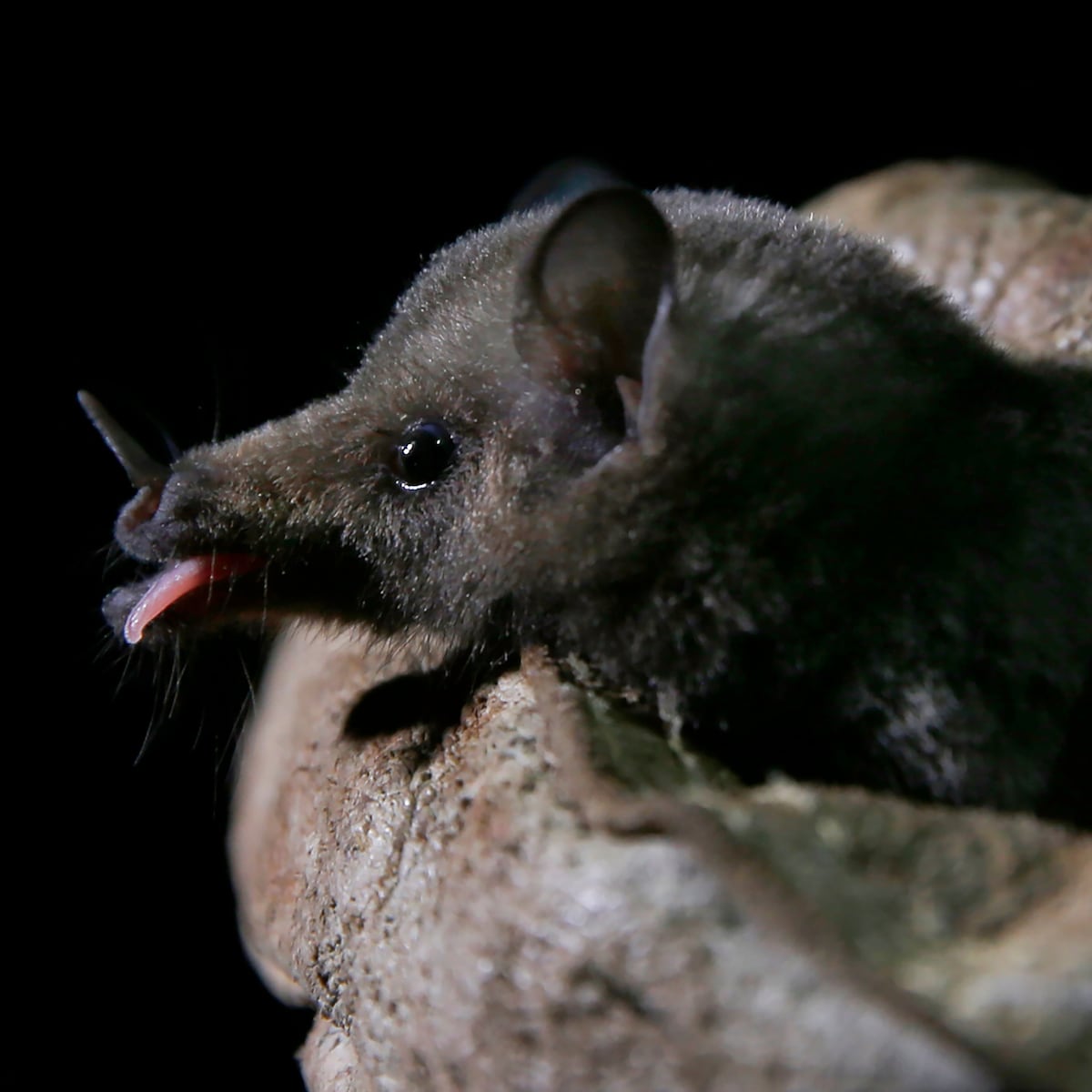 Qué es una zoonosis y por qué el hantavirus no será el último virus en ...
