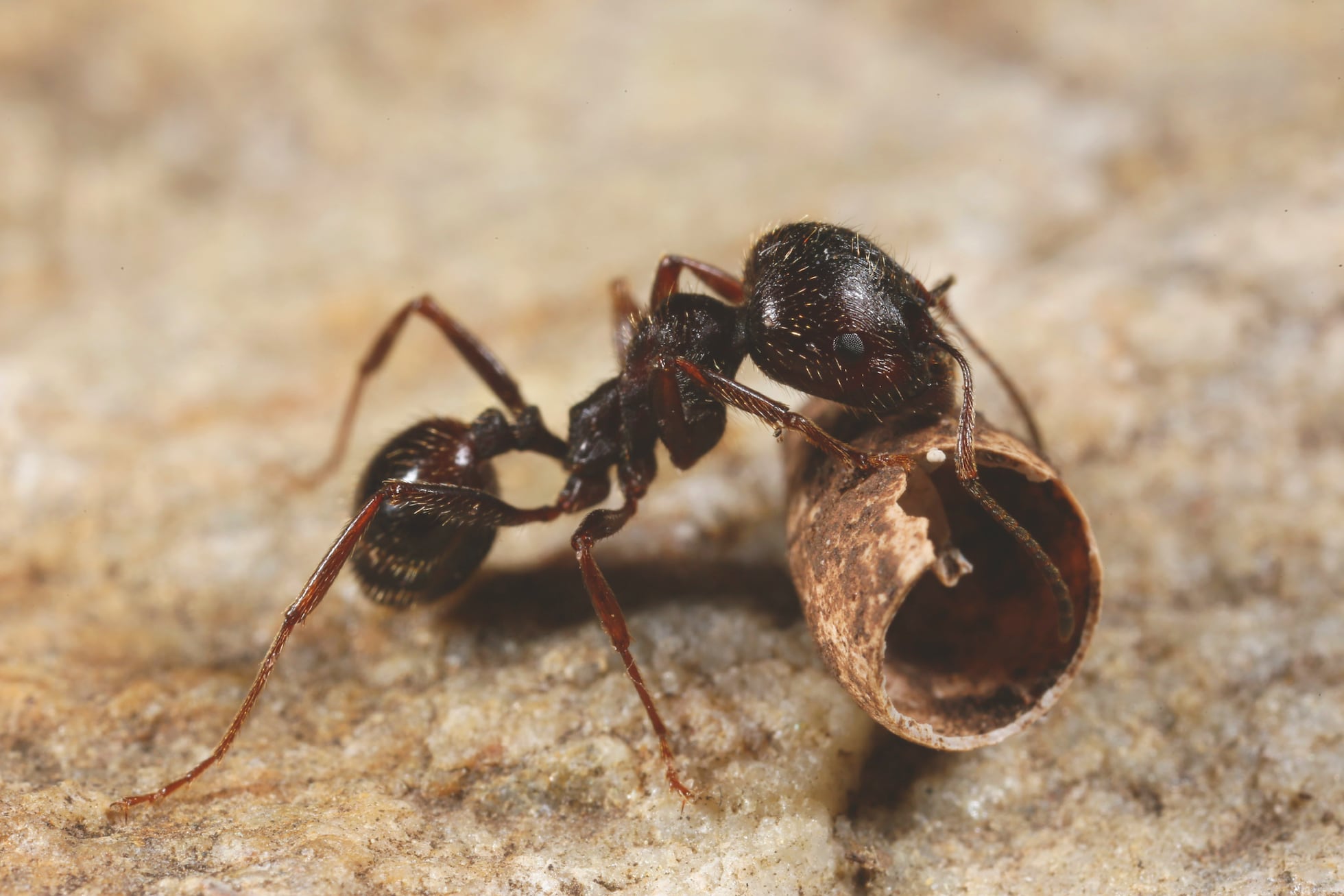 ‘Messor ibericus’: The ant that lays eggs of two different species | Science | EL PAÍS English