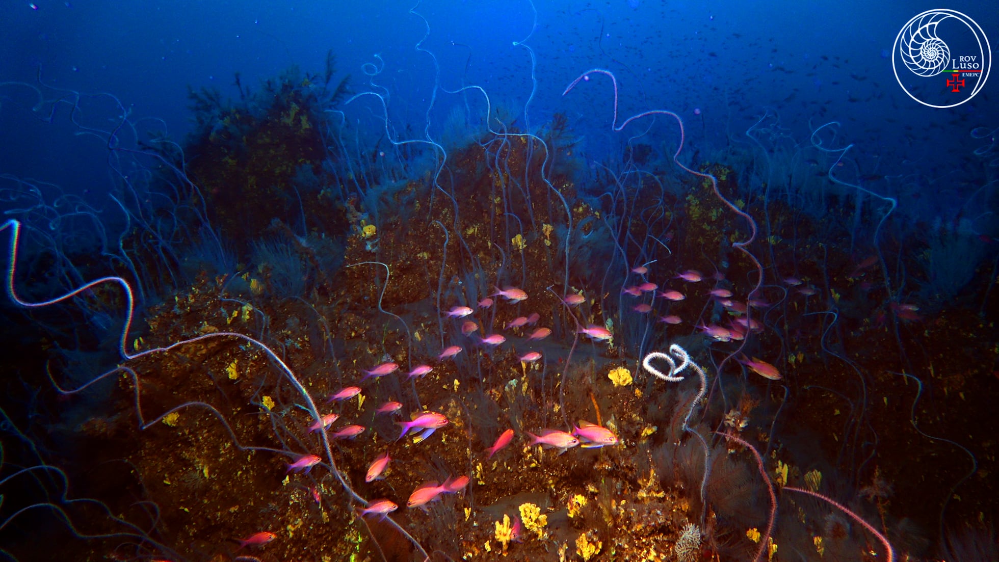 Descubierto un monte submarino en Canarias formado por tres volcanes ...