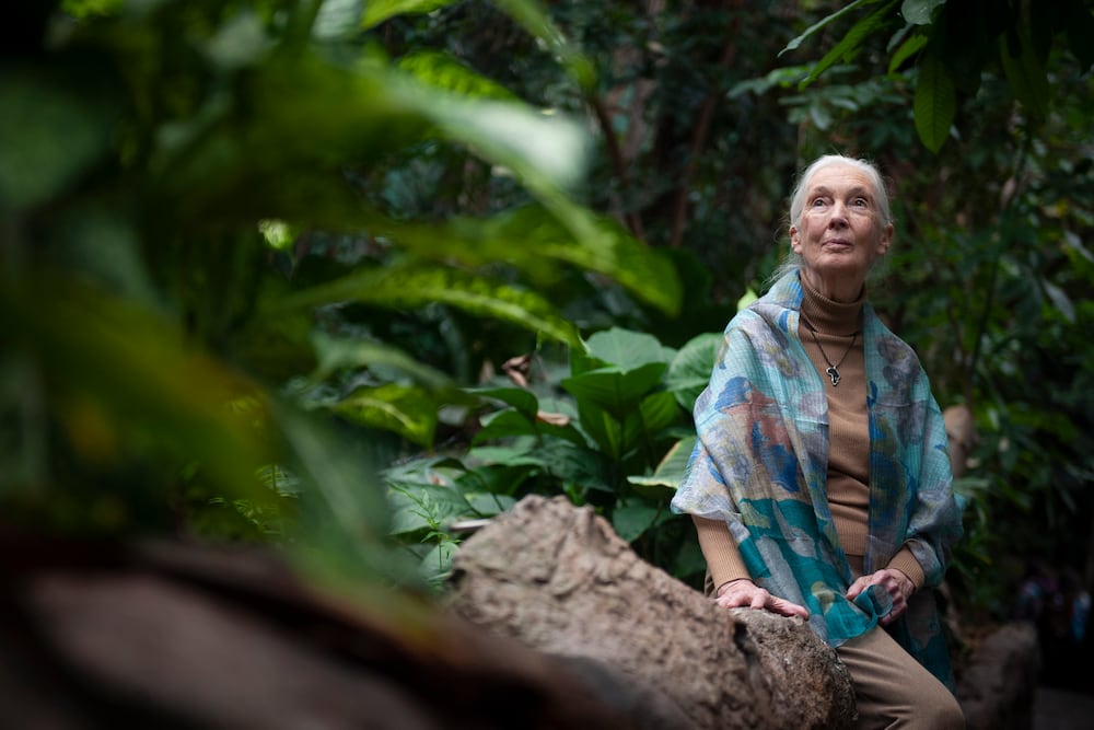 British primatologist Jane Goodall dies at 91 | People | EL PAÍS English
