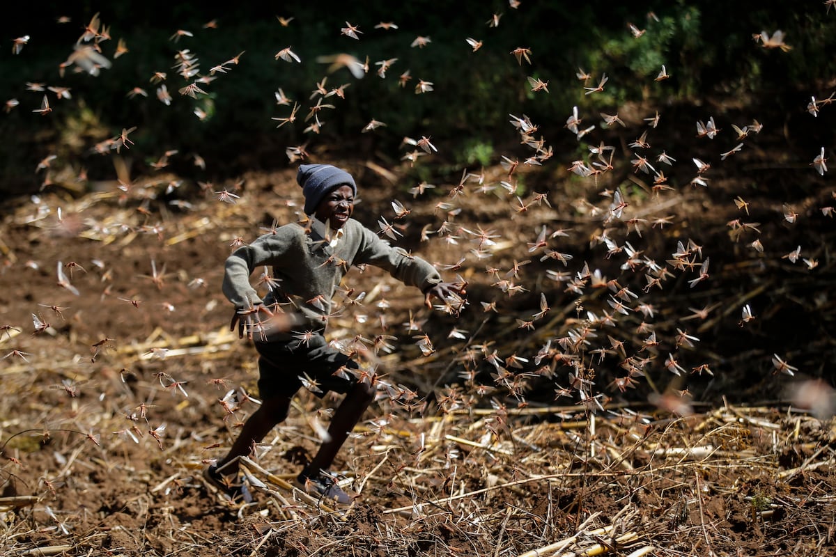 Locust swarms: How Kenya is controlling locust plagues | U.S. | EL PAÍS ...