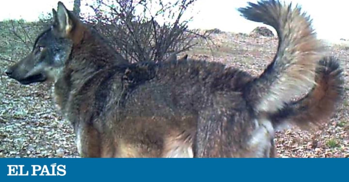 Wolves in Spain: Wolves make a comeback in Madrid 70 years after their ...
