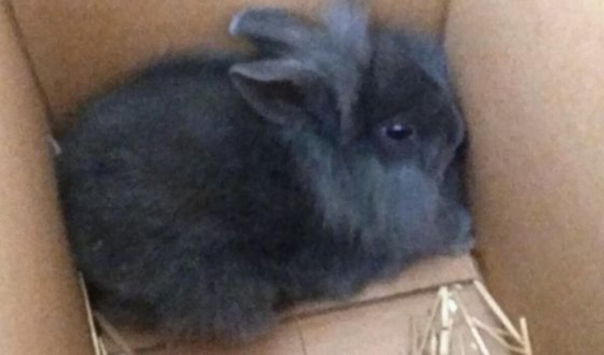 Una radio danesa mata a un conejo en vivo contra el maltrato animal ...