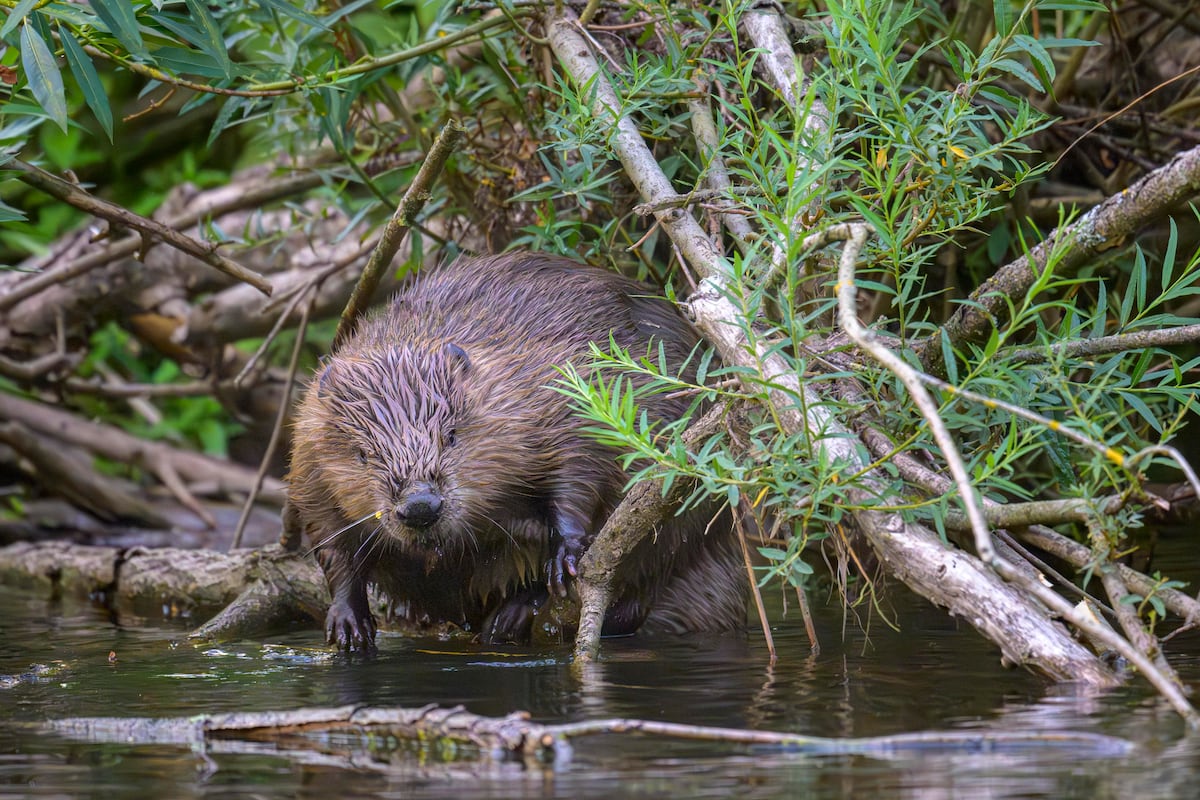 El misterio de los castores en España: no se sabe cuántos hay ni quién ...