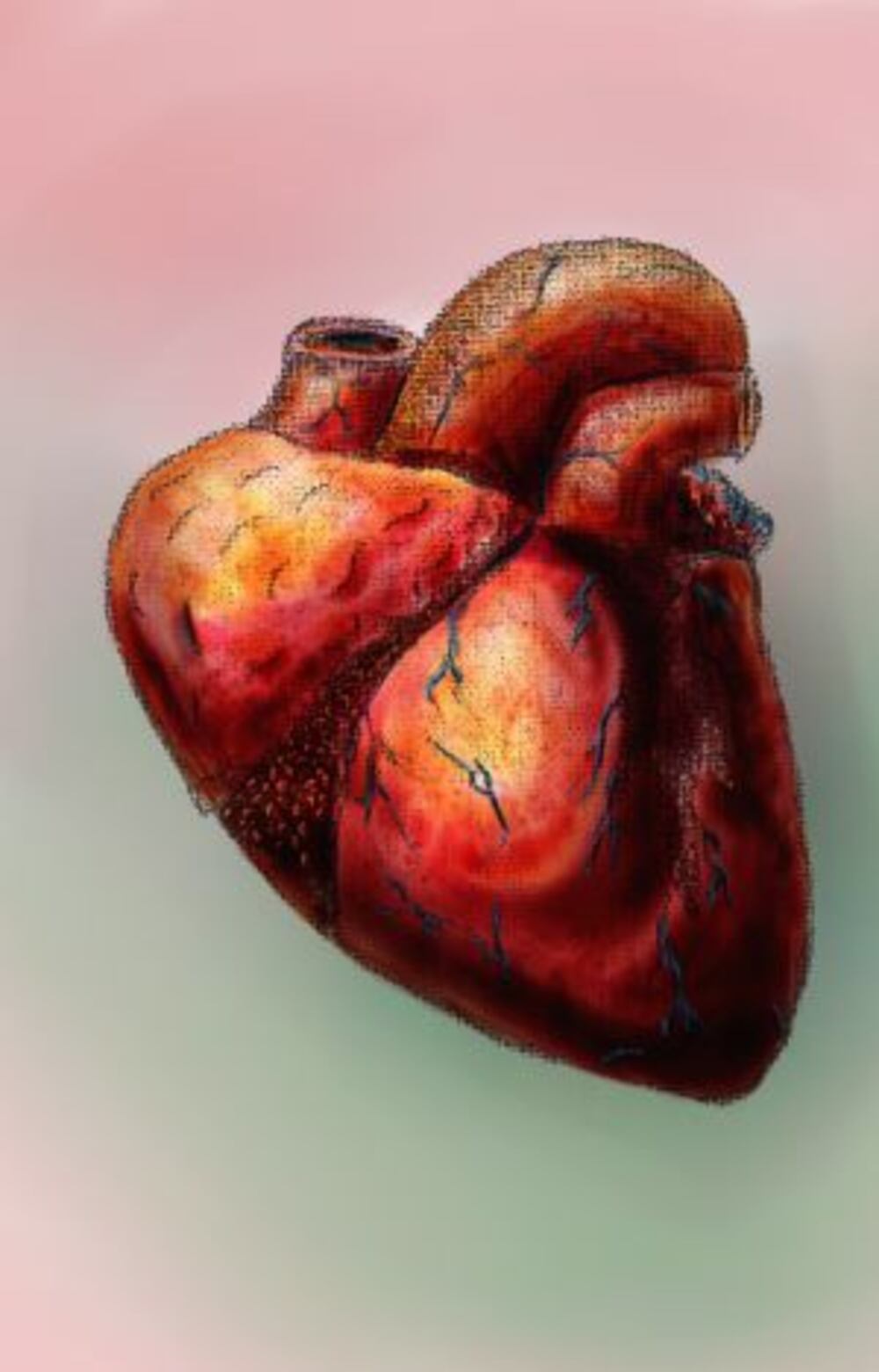 Una sustancia natural protege el corazón infartado antes de restaurar ...